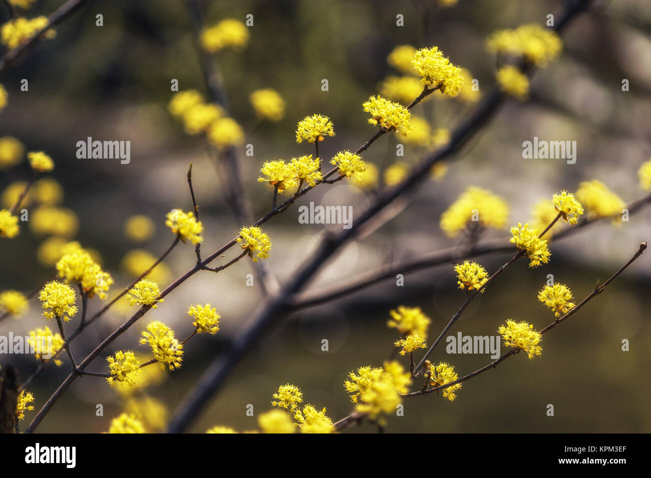 Japanese cornel dogwood cornus officinalis hi-res stock photography and ...