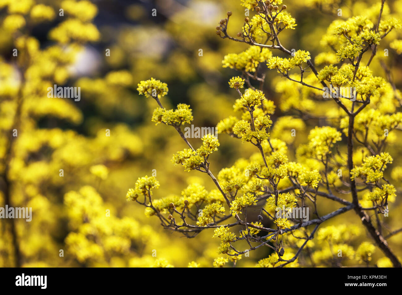cornus officinalis flower spring blossom Stock Photo - Alamy
