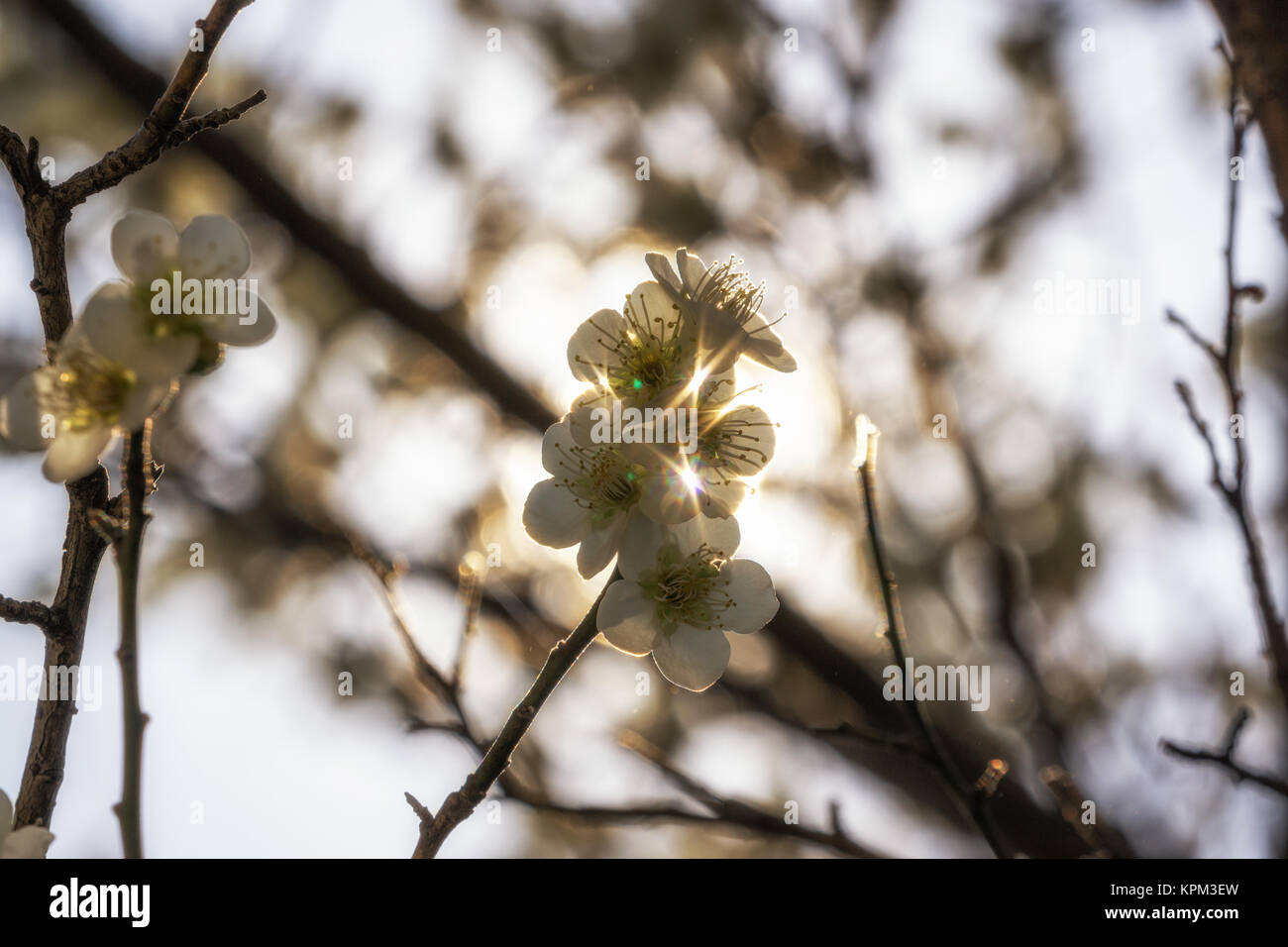 plum flower close up with lens flare Stock Photo - Alamy