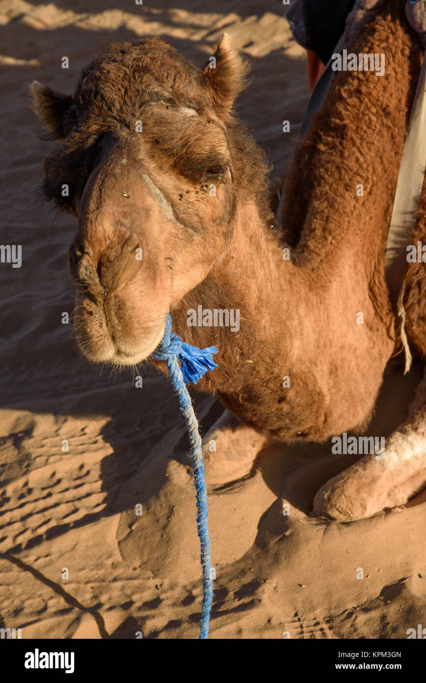 Old camel working on desert caravans Stock Photo - Alamy