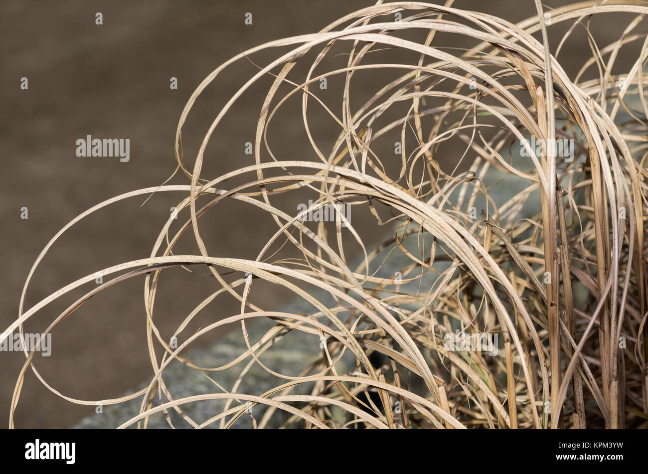 Straw stalks hi-res stock photography and images - Alamy