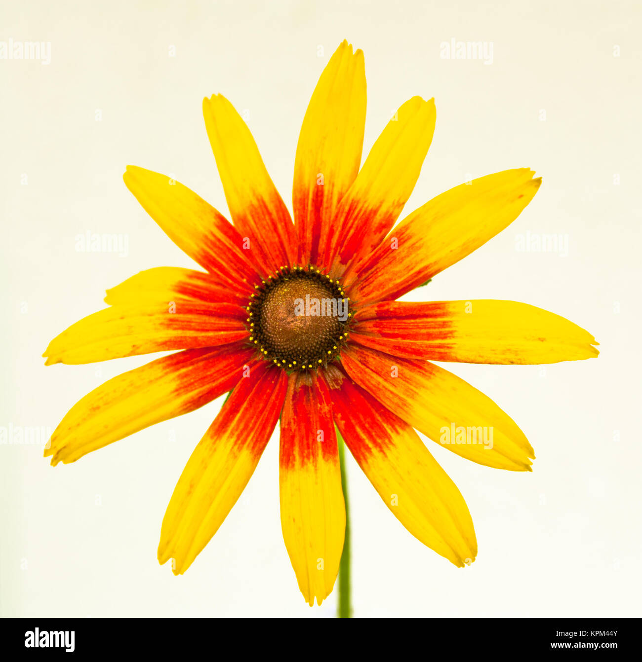 Deep red velvet flower hi-res stock photography and images - Alamy