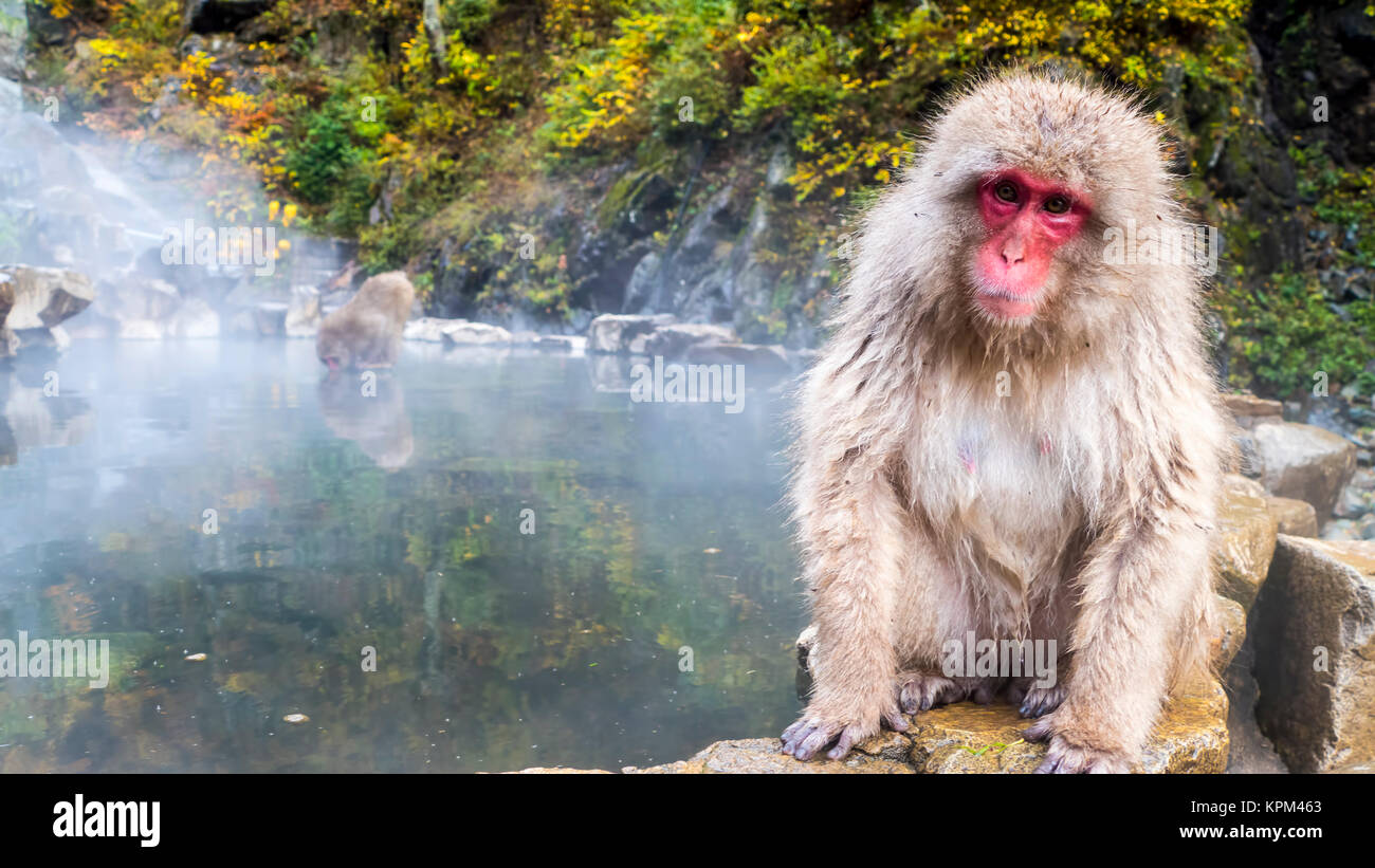 Snow monkey in hotspring at fall season Stock Photo - Alamy
