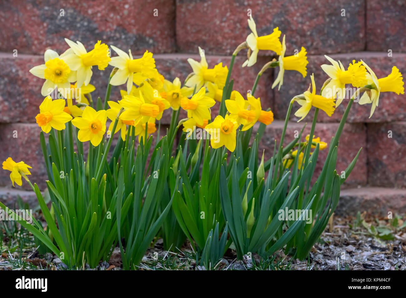 Narcissus spring blossom Stock Photo - Alamy