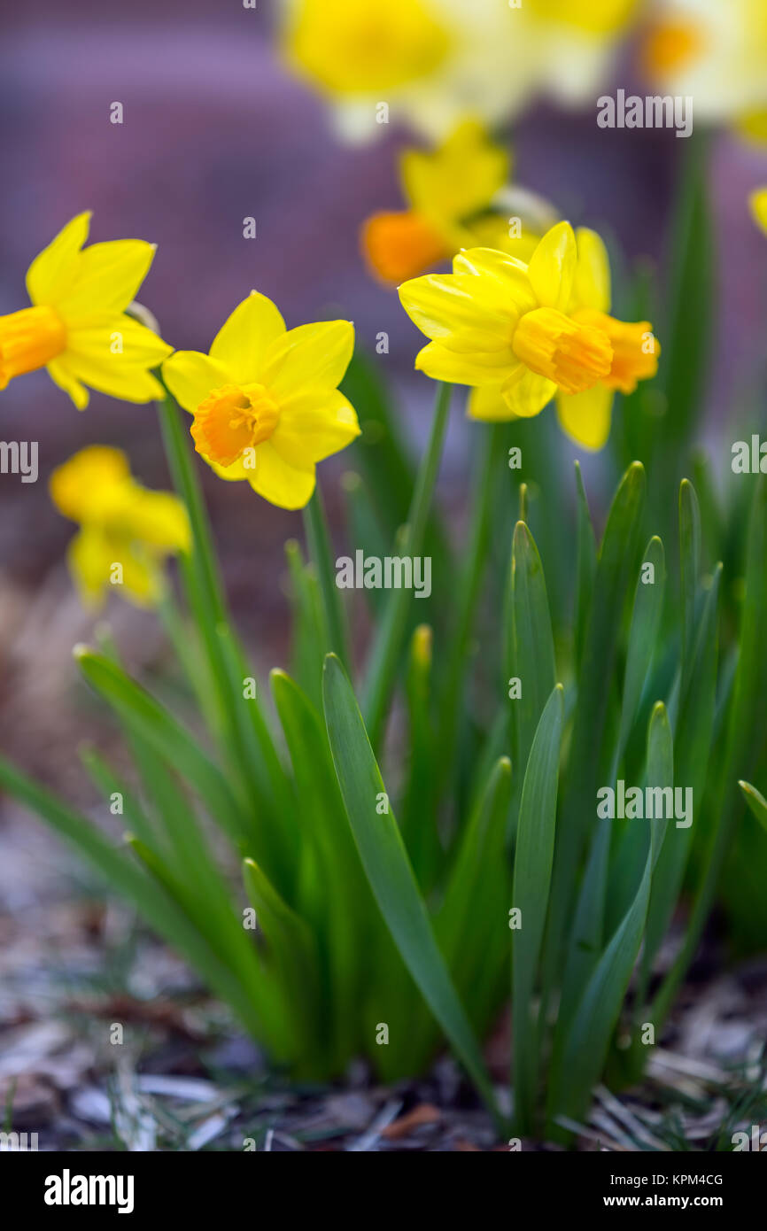 Narcissus spring blossom Stock Photo - Alamy