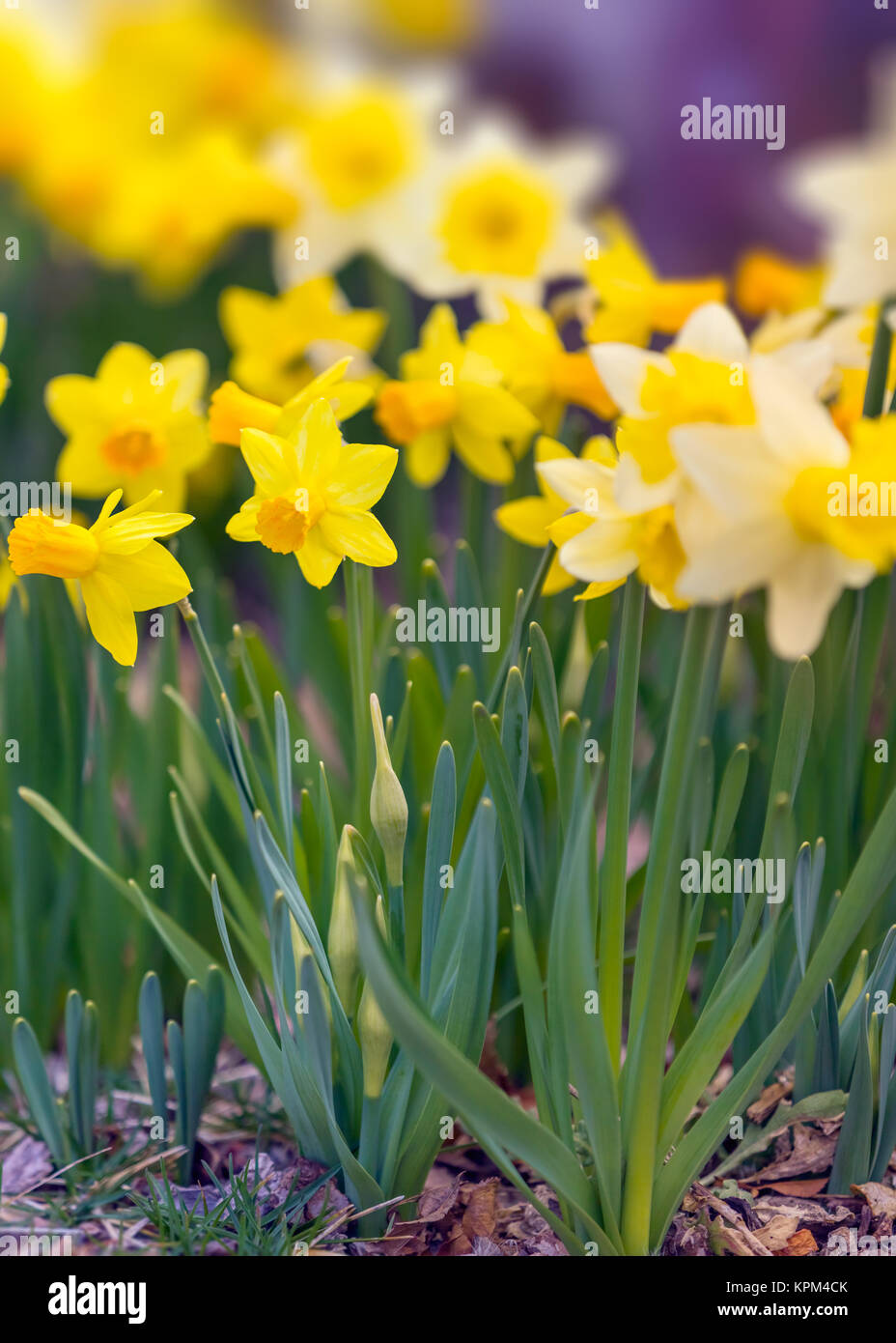 Narcissus spring blossom Stock Photo - Alamy