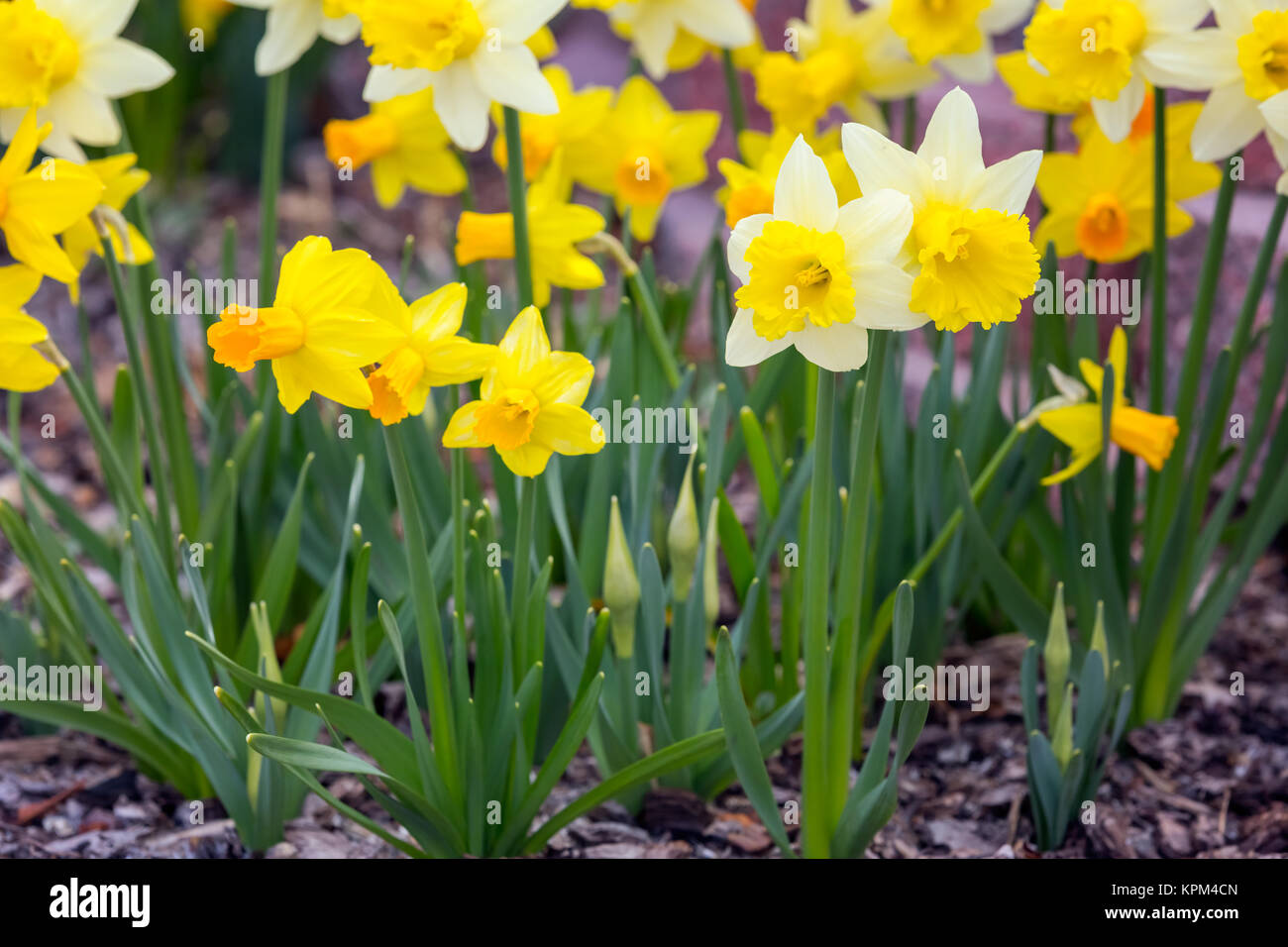 Narcissus spring blossom Stock Photo - Alamy