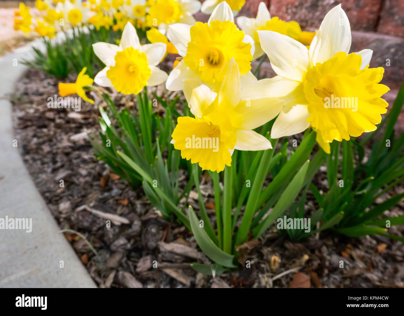 Narcissus spring blossom Stock Photo - Alamy