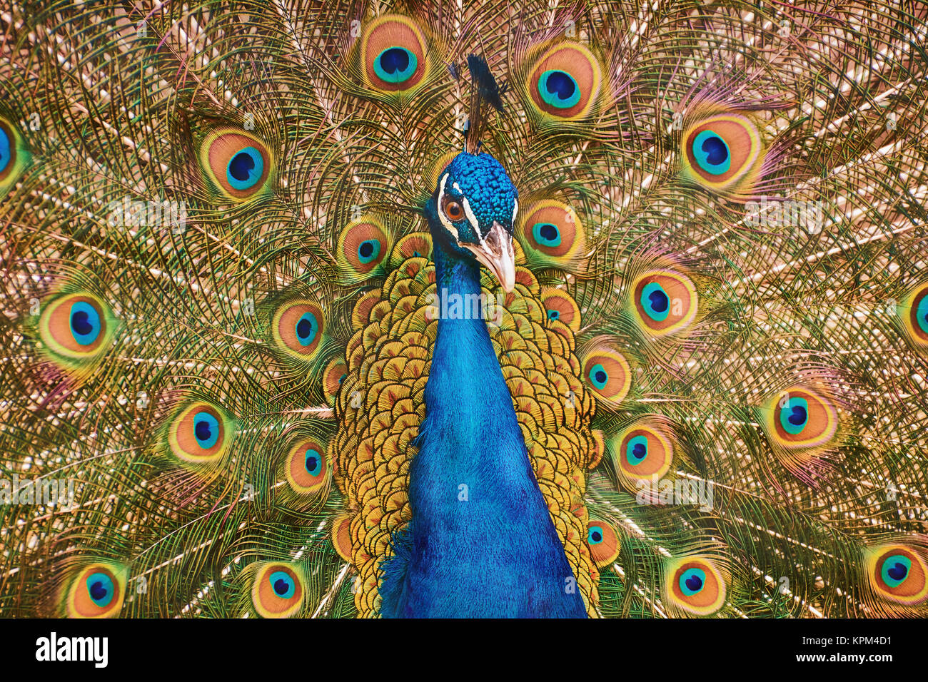 Portrait Of Peacock Stock Photo - Alamy