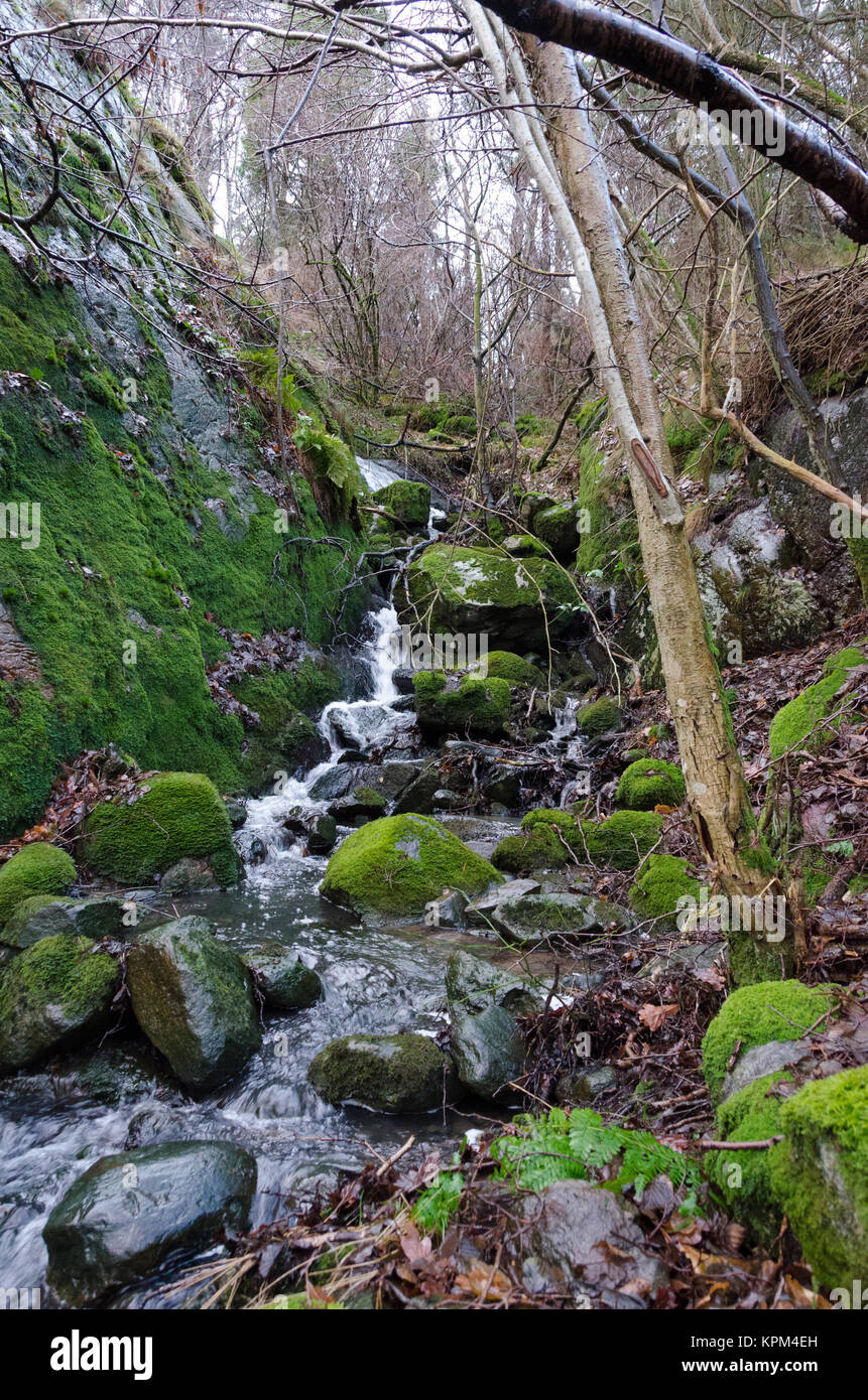 one little waterfall in the forrest Stock Photo - Alamy