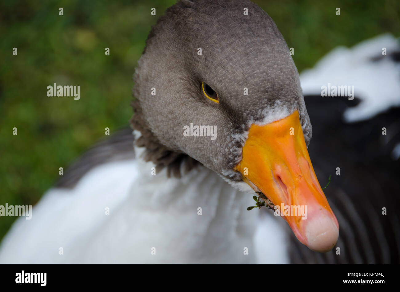 one swedish goose is eat graas Stock Photo - Alamy