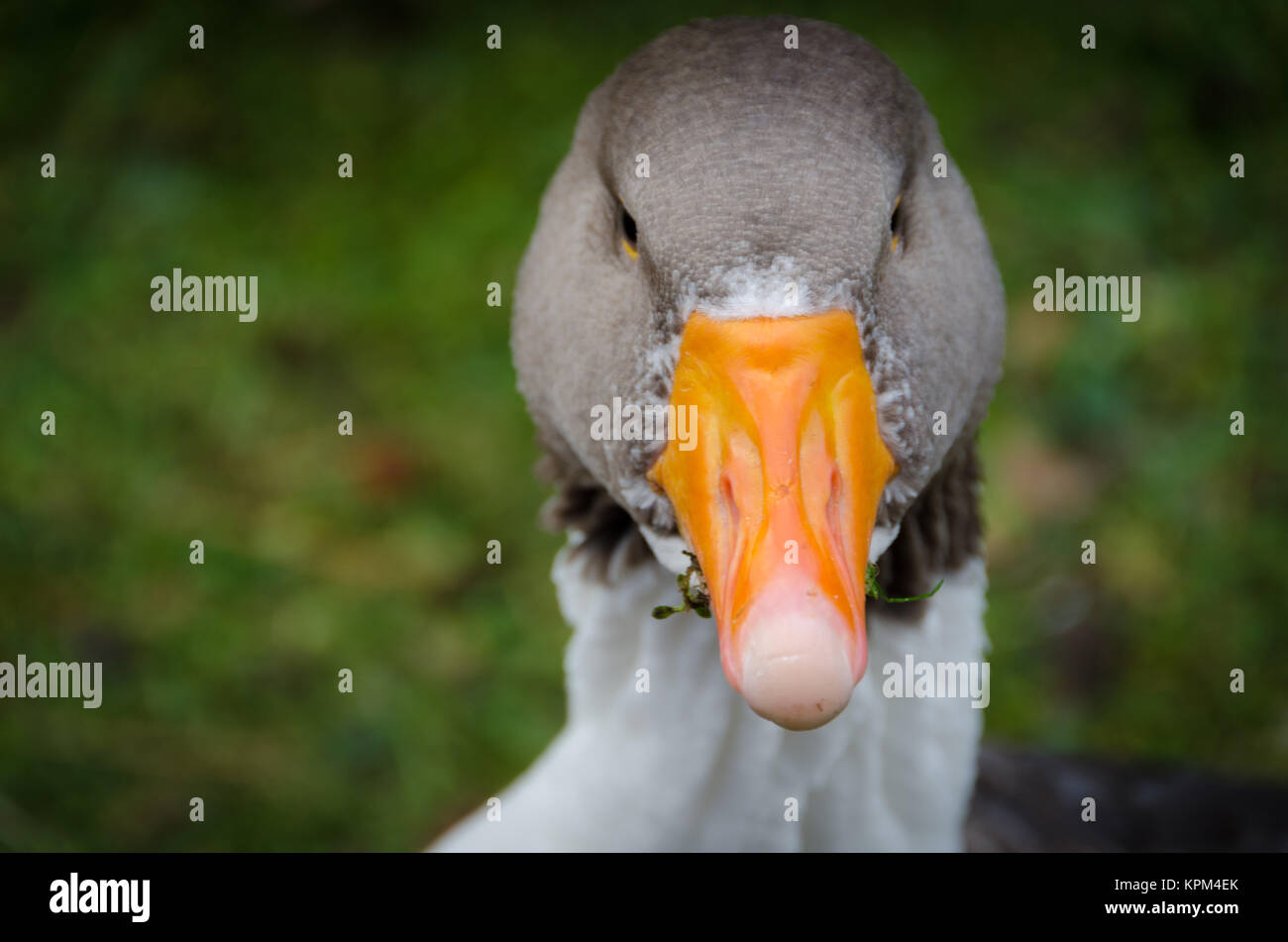 one swedish goose is eat graas Stock Photo - Alamy