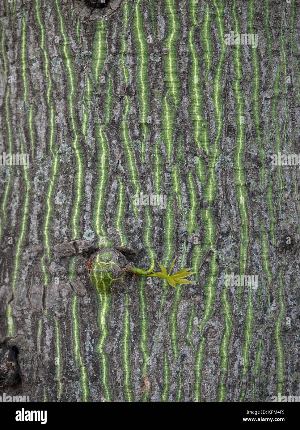 Chorisia tree hi-res stock photography and images - Alamy