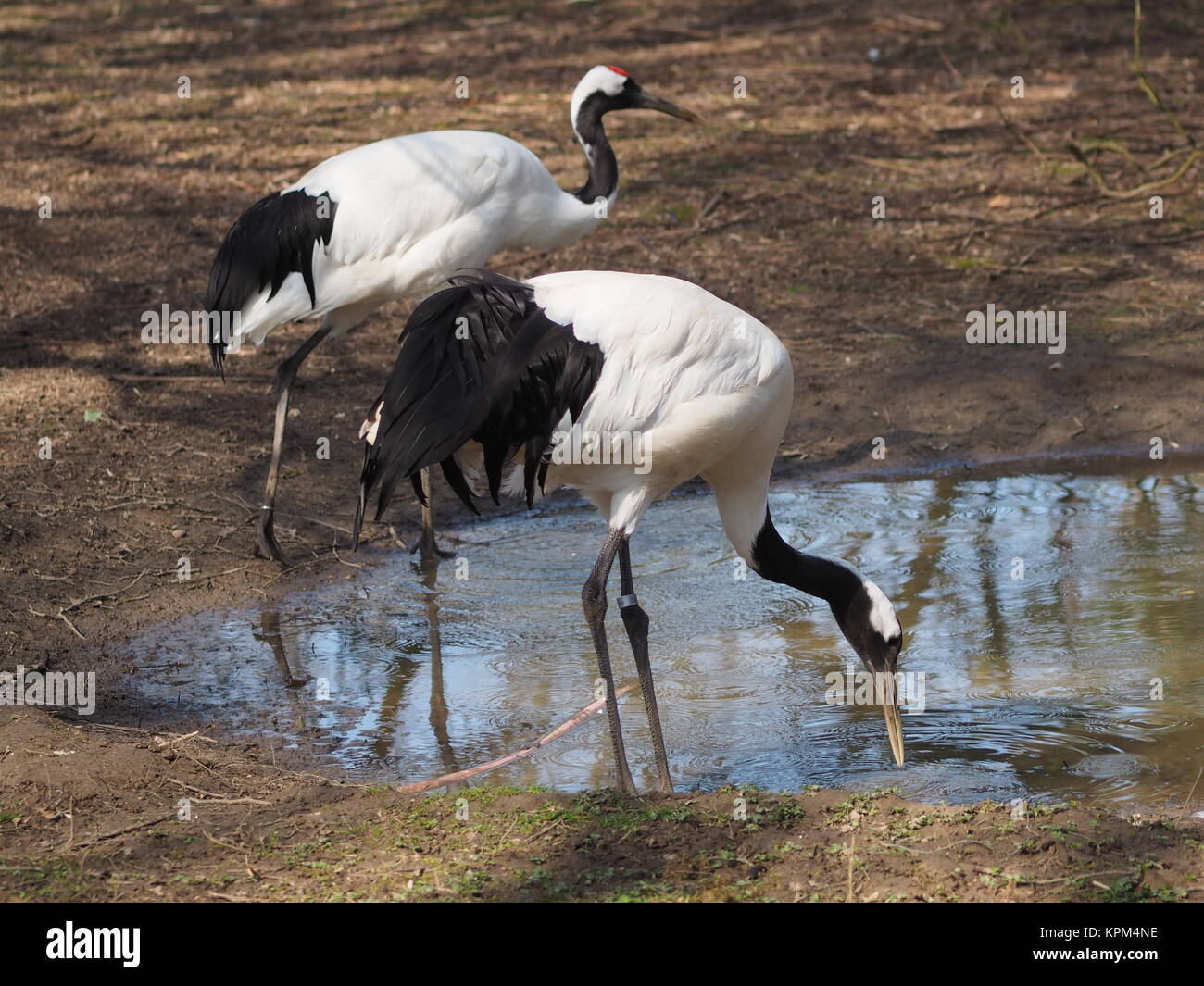 Japanese bird hi-res stock photography and images - Alamy