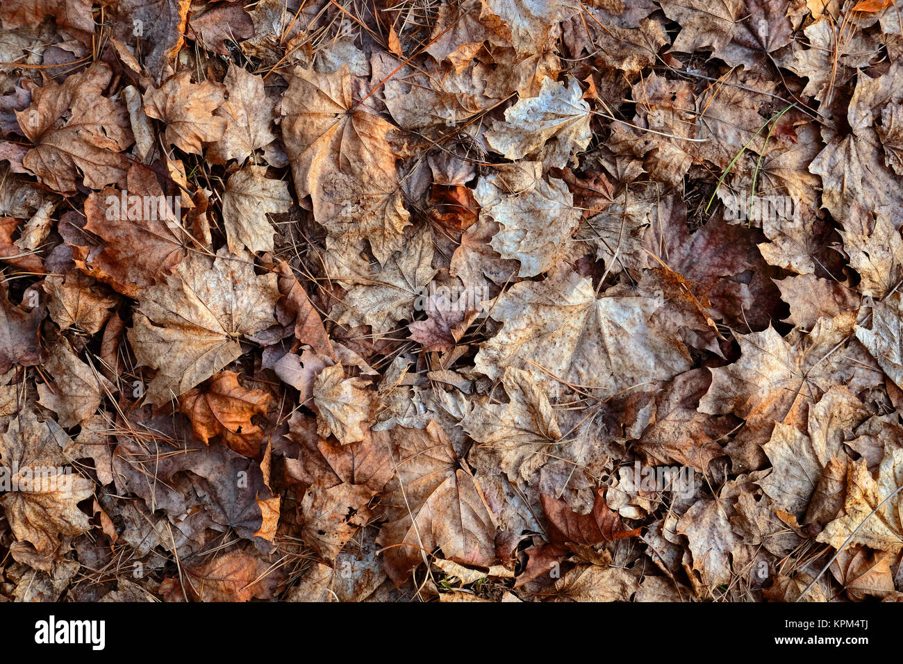Old damaged dry maple leaves Stock Photo - Alamy