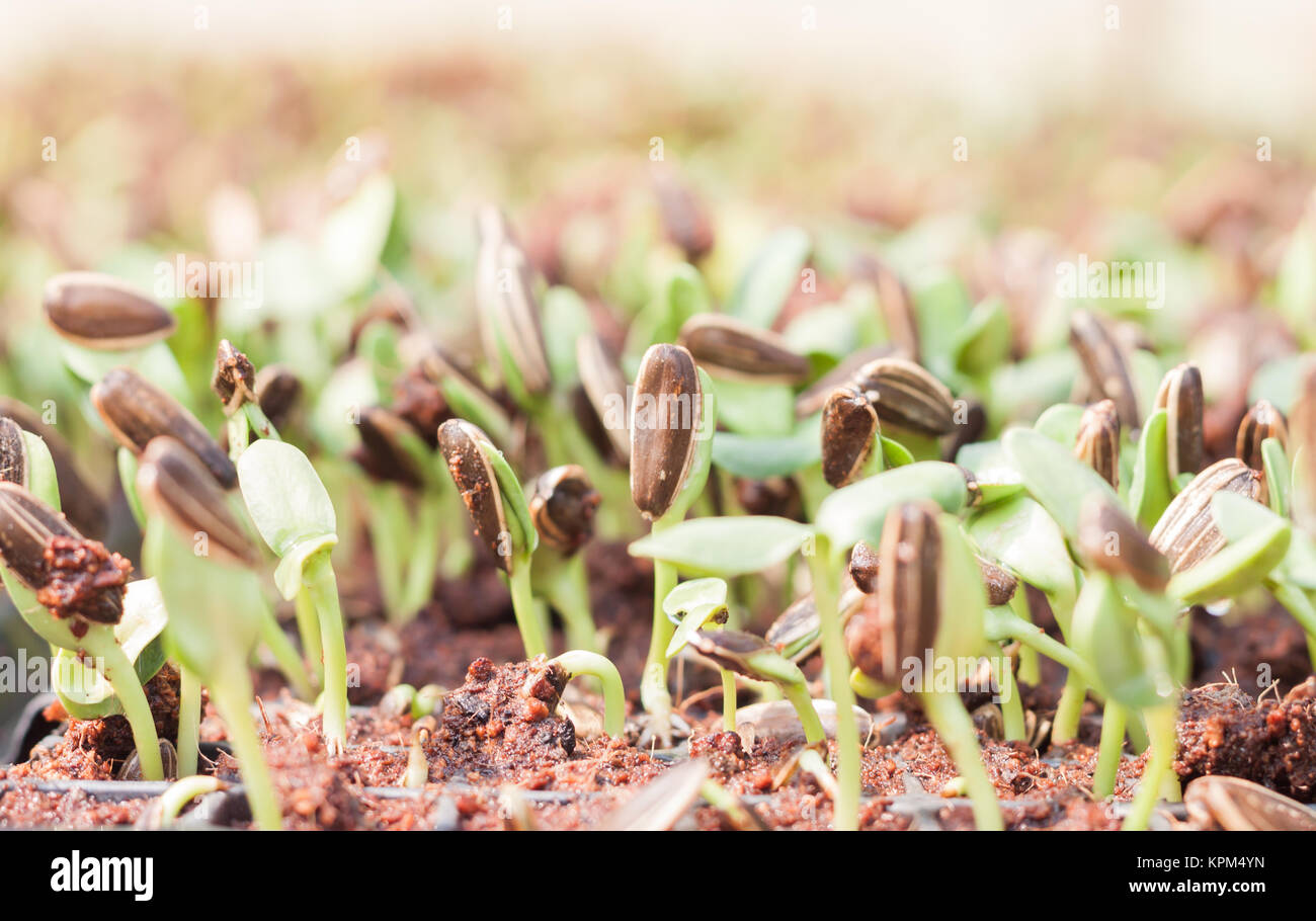 Sunflower seeds sprout in organic farm Stock Photo - Alamy