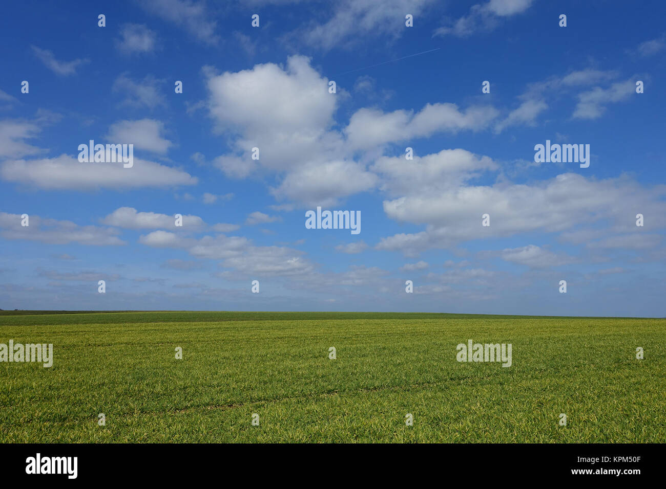 field in spring Stock Photo - Alamy