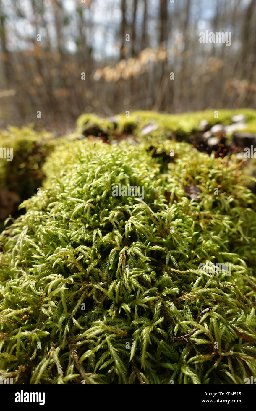 moss-covered tree stump on a forest clearing Stock Photo - Alamy