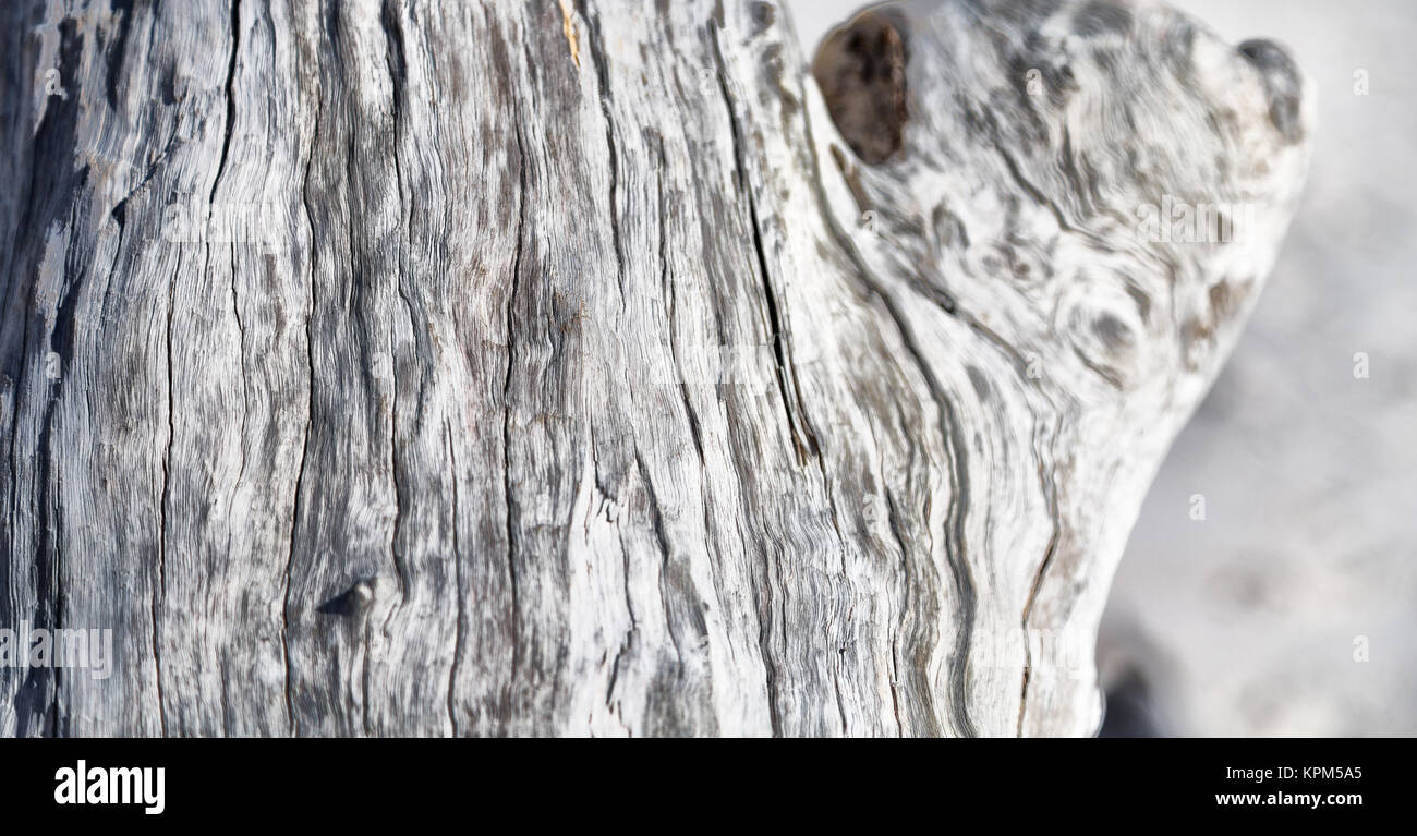abstract texture of a surface tree like background grain Stock Photo ...