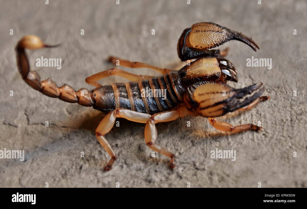 Smooth Head Digging Scorpion Stock Photo - Alamy