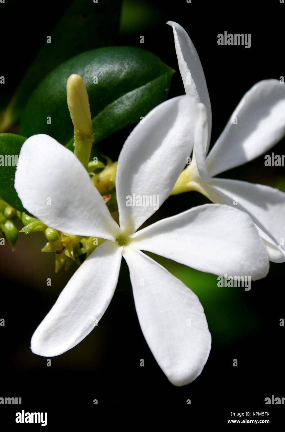 Bossom hi-res stock photography and images - Alamy