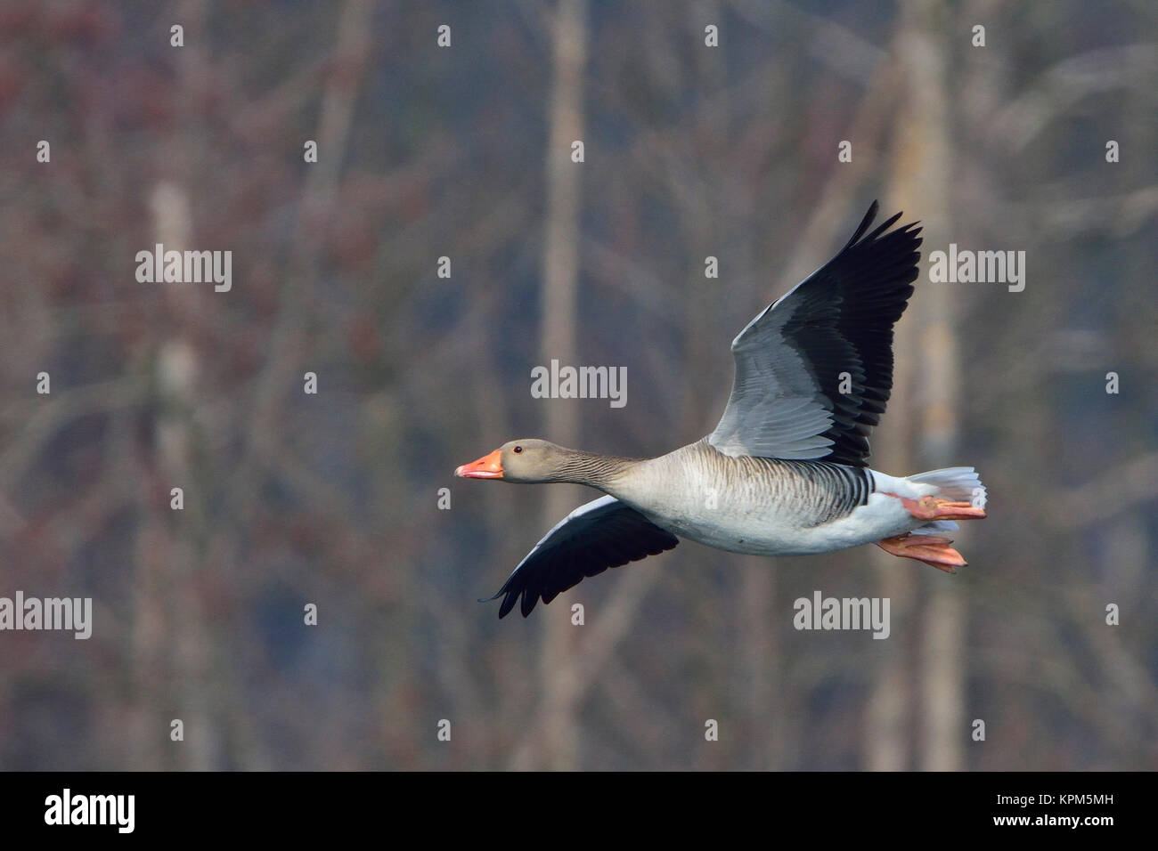 greylag geese in spring Stock Photo - Alamy