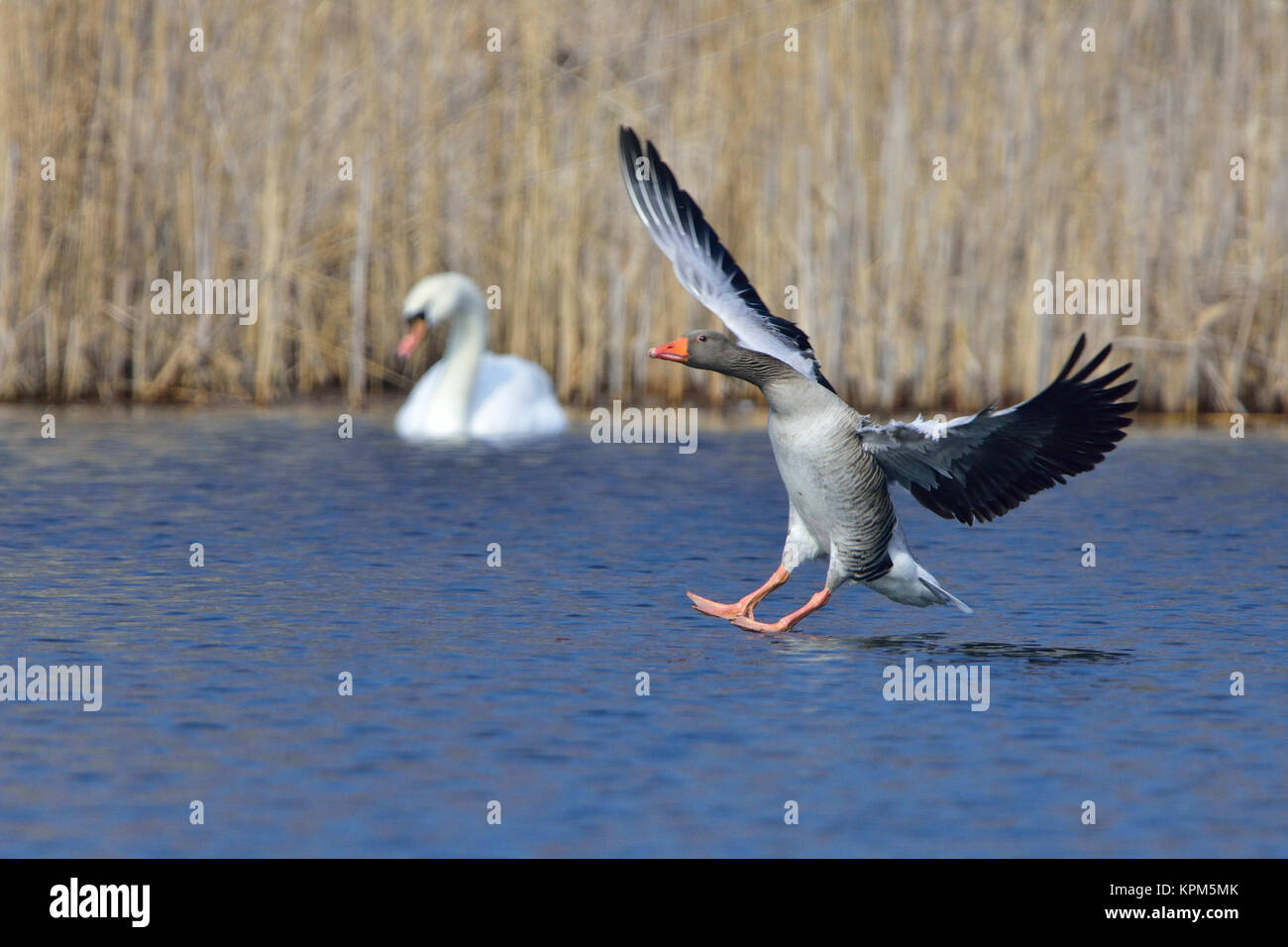 greylag geese in spring Stock Photo - Alamy