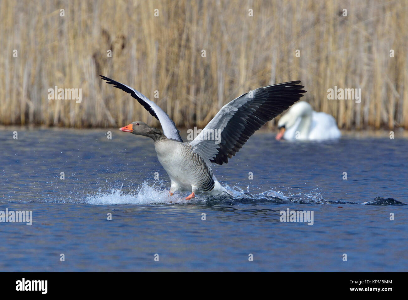 greylag geese in spring Stock Photo - Alamy