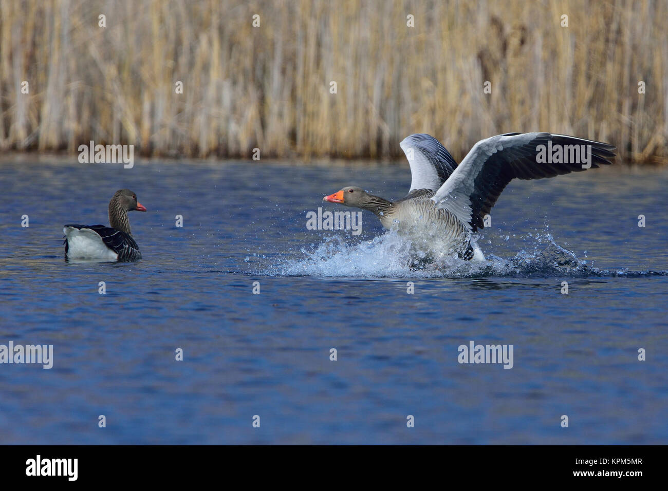greylag geese in spring Stock Photo - Alamy