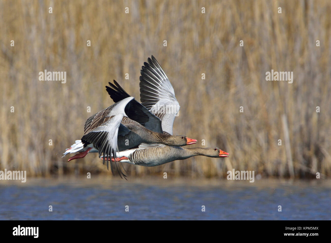 greylag geese in spring Stock Photo - Alamy