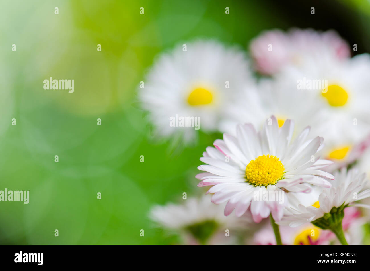 Beautiful daisy flowers, close-up. Summer background Stock Photo - Alamy