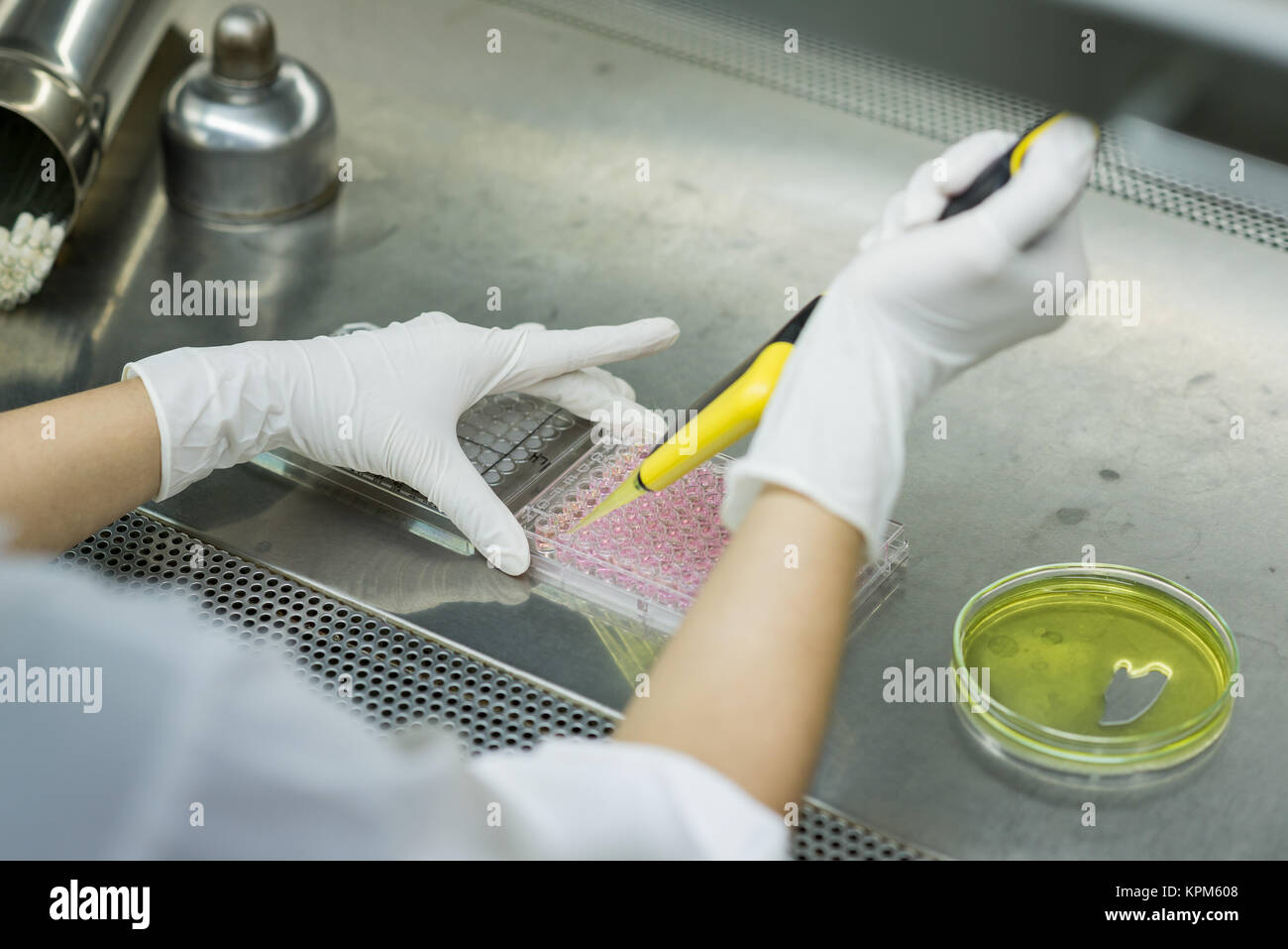 Researcher transfers testing fluid to 96 well plate for microbiological ...