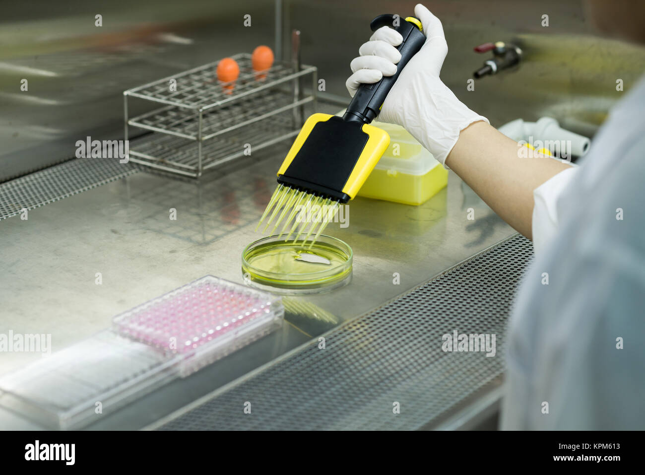 Researcher transfers testing fluid to 96 well plate for microbiological ...
