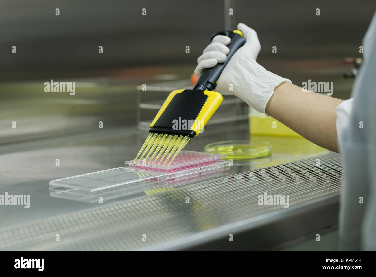 Researcher transfers testing fluid to 96 well plate for microbiological ...