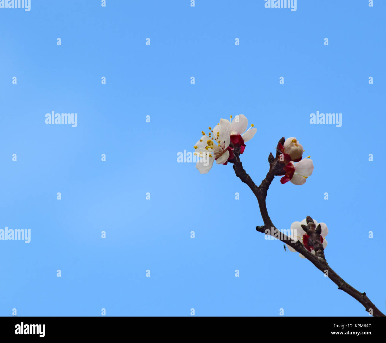 Blooming wild apricot in the garden Stock Photo - Alamy