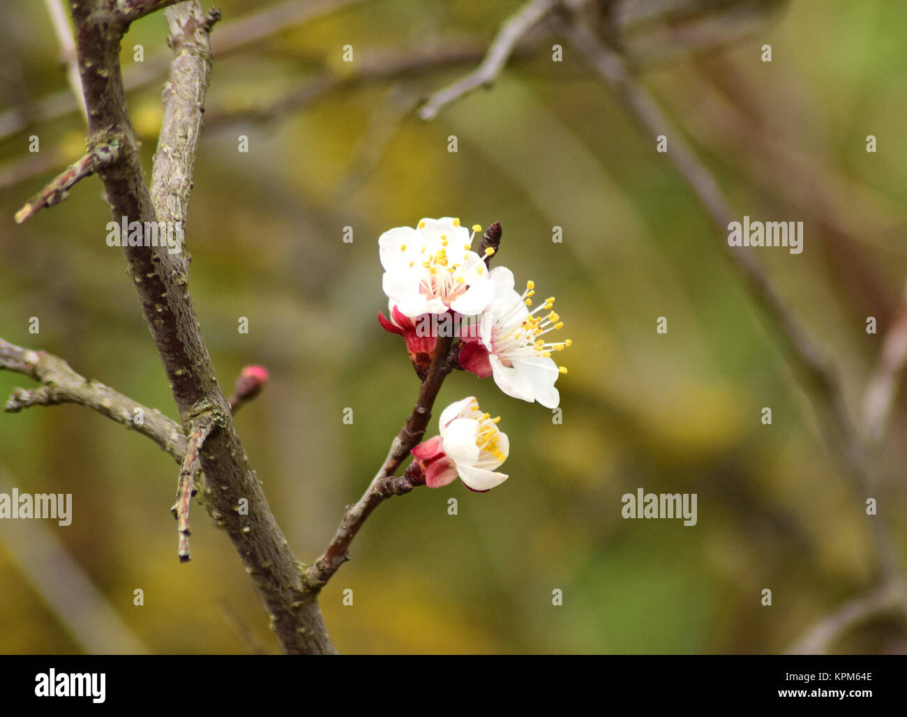 Blooming wild apricot in the garden Stock Photo - Alamy