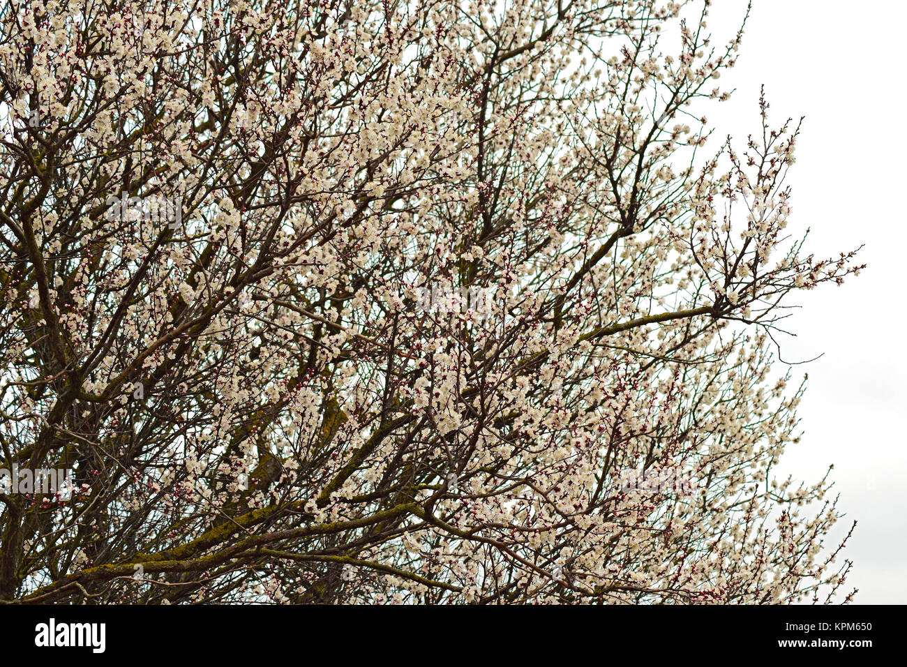 Blooming wild apricot in the garden Stock Photo - Alamy