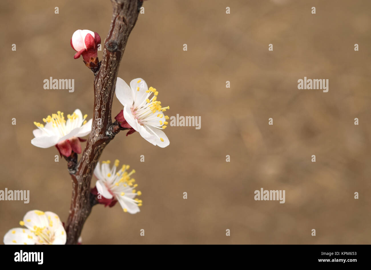 Blooming wild apricot in the garden Stock Photo - Alamy