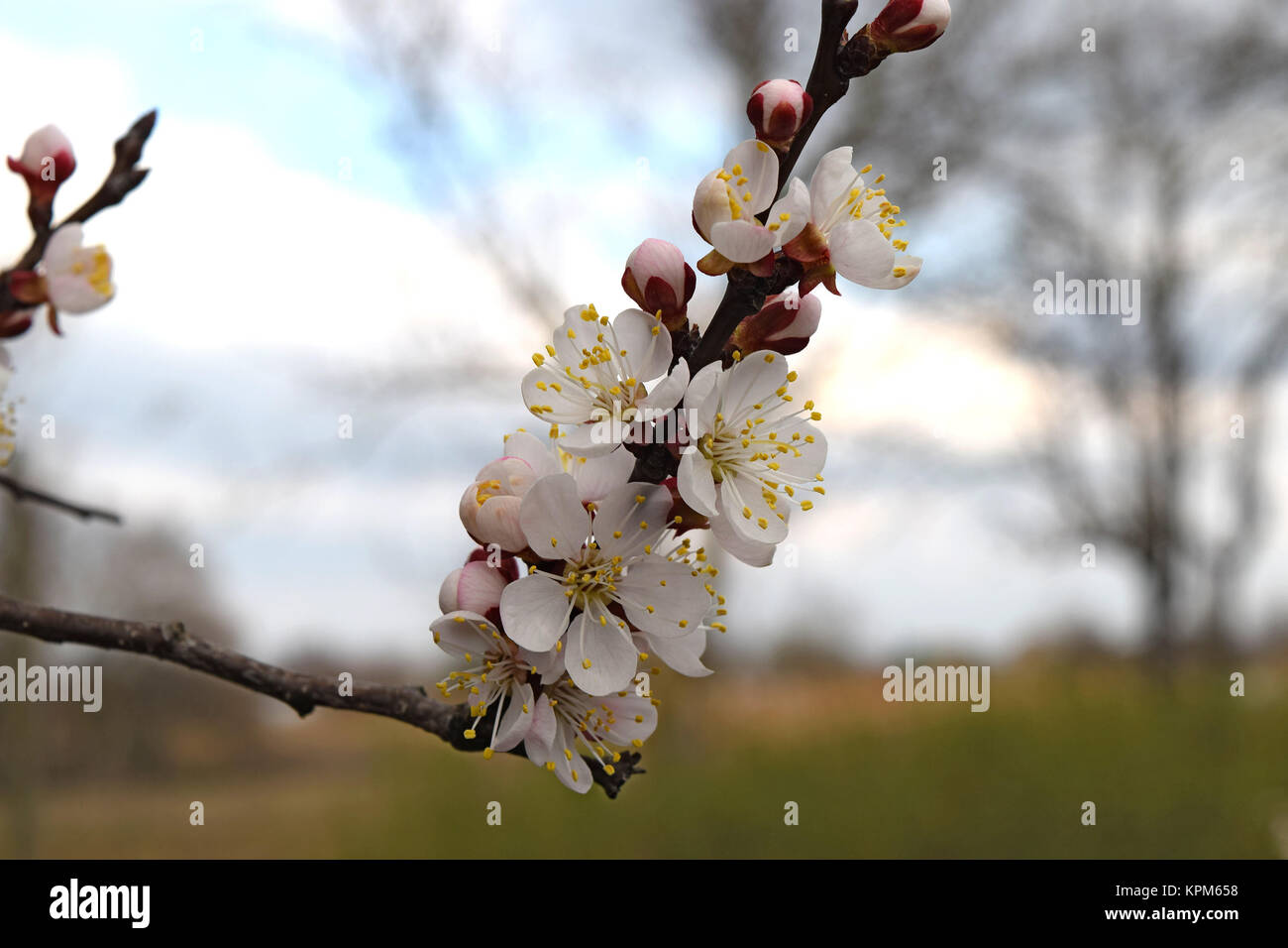 Blooming wild apricot in the garden Stock Photo - Alamy