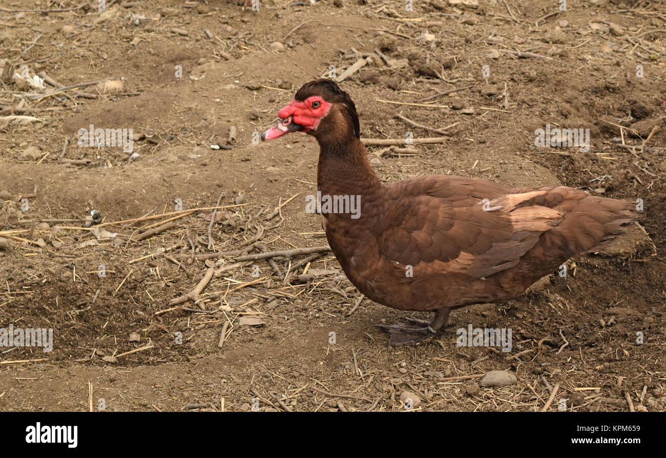 Duck hatchery hi-res stock photography and images - Alamy