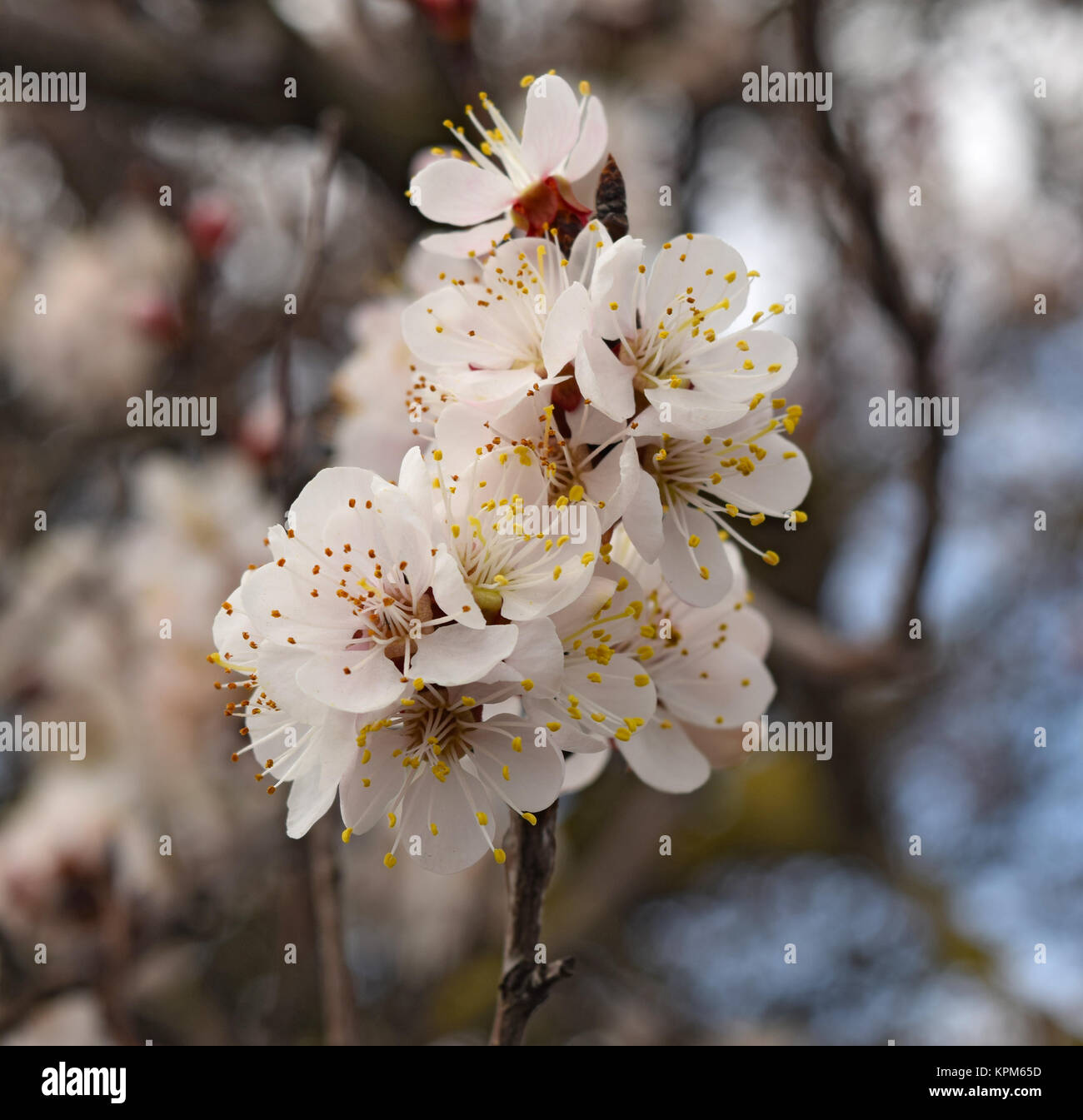 Blooming wild apricot in the garden Stock Photo - Alamy
