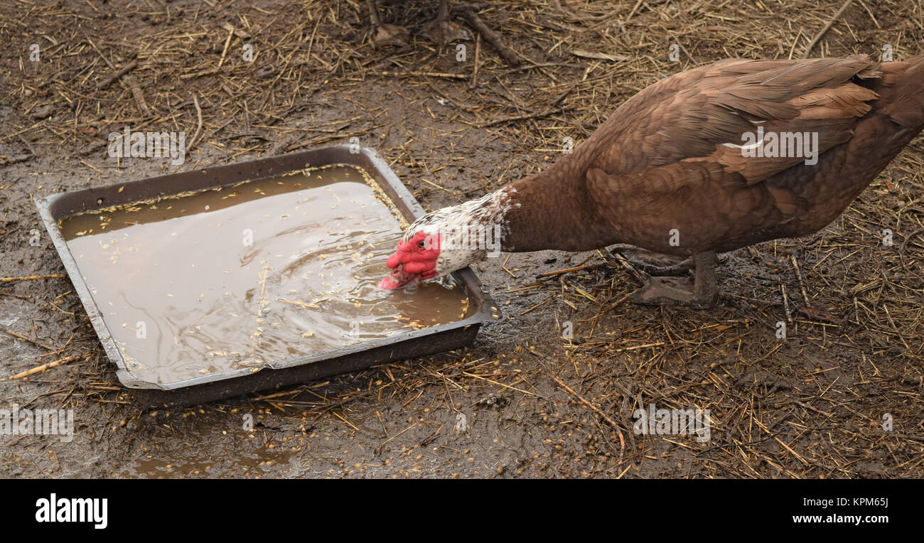 The musky duck Stock Photo - Alamy