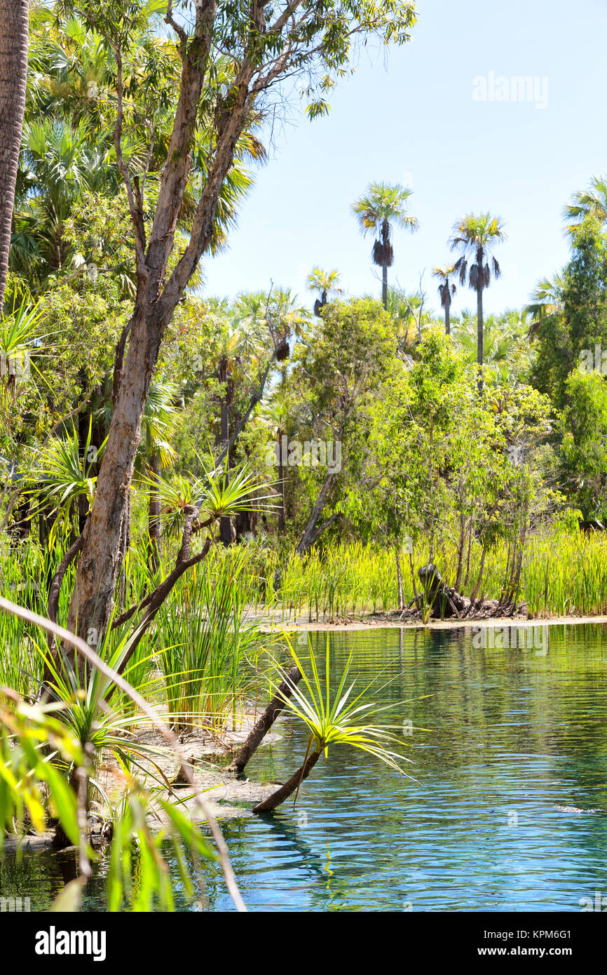 in australia mataranka river the palm and the lake in the nature Stock ...