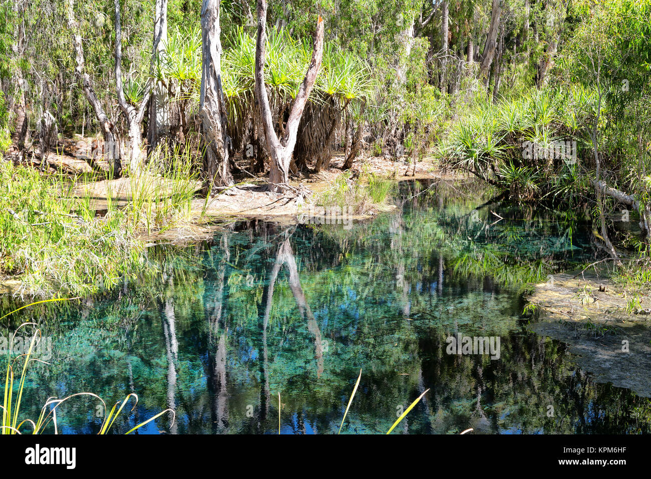 in australia mataranka river the palm and the lake in the nature Stock ...