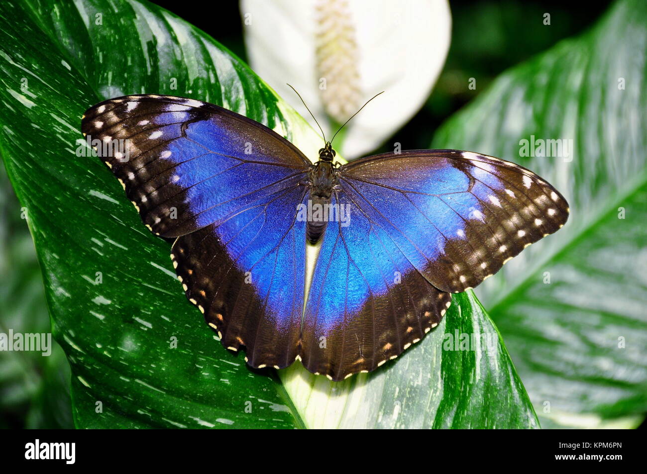 A pretty blue morpho butterfly lands in the gardens for a visit Stock ...