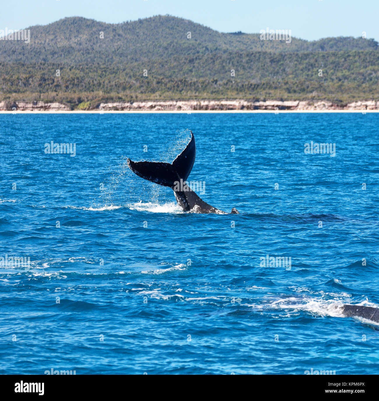 in australia a free whale in the ocean like concept of freedom Stock ...
