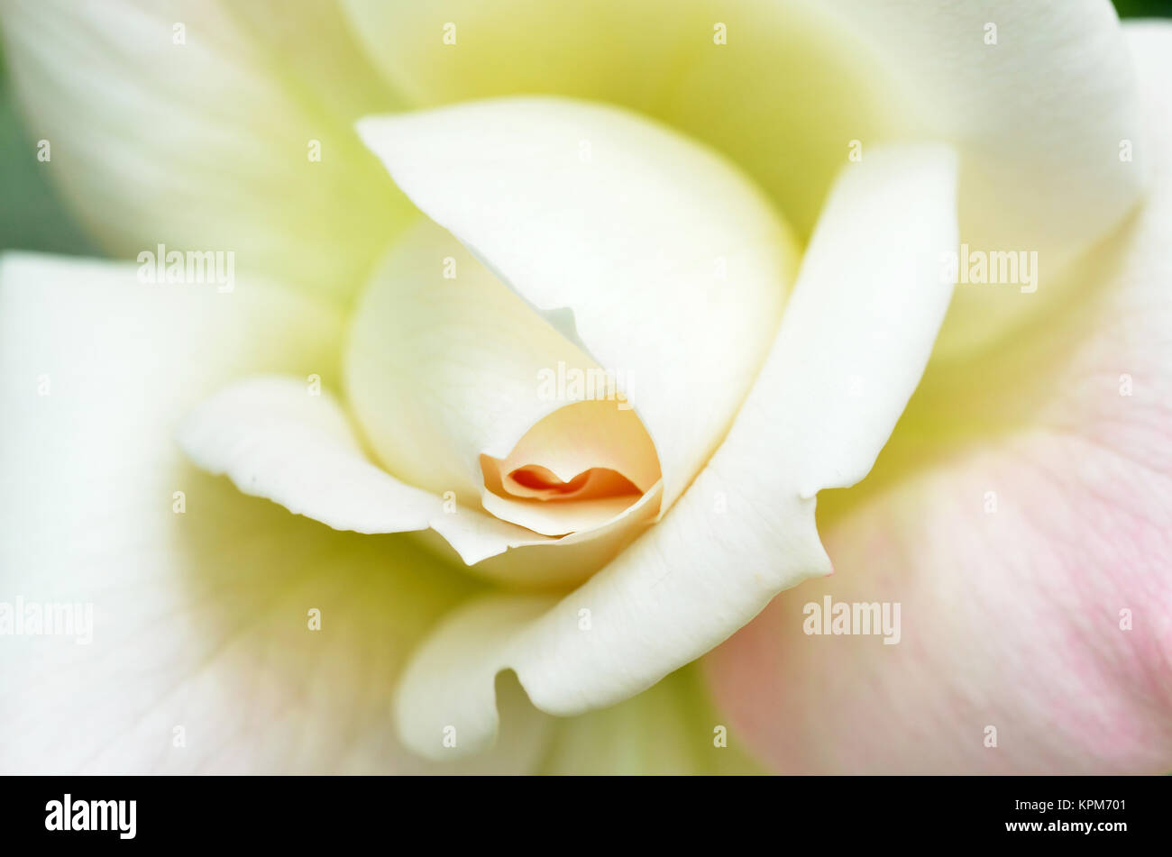 Rose head piece hi-res stock photography and images - Alamy