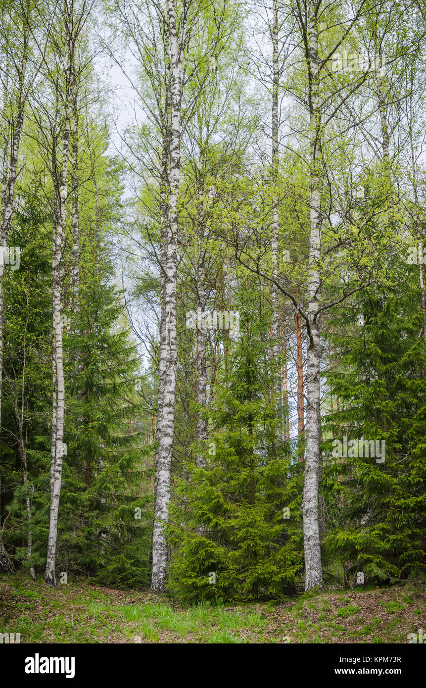 Spring forest with birches and firs Stock Photo - Alamy