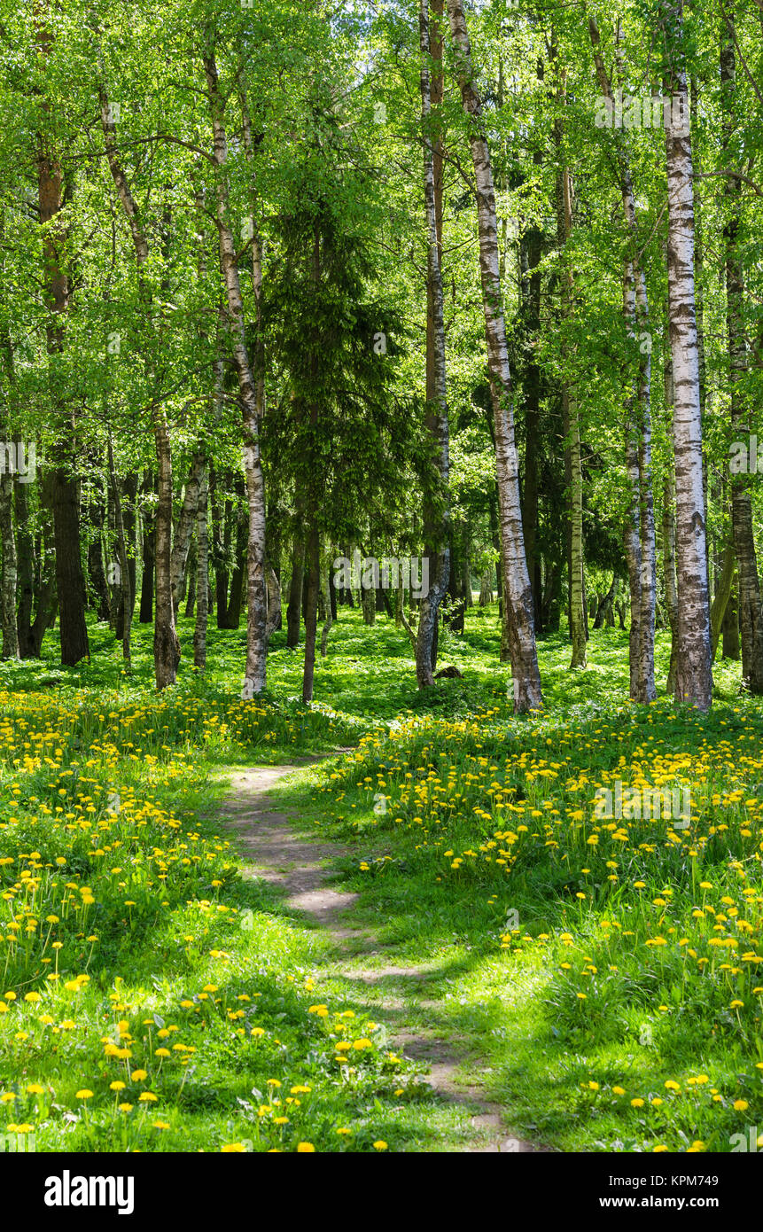 The path leading into spring forest Stock Photo - Alamy