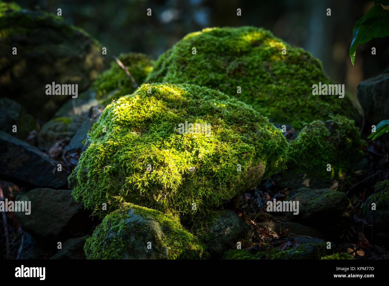 Covered rocks with moss Stock Photo - Alamy